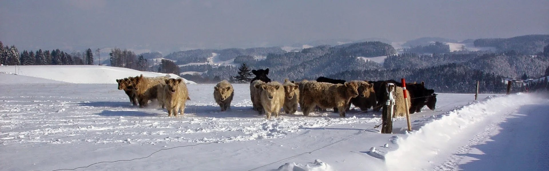 Bundesverband Deutscher Galloway-Züchter - Galloway DE